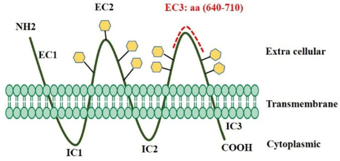 An In-silico Approach and Experimental Analysis Combination: Two ...