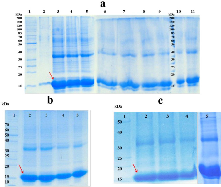 Optimization of Buffer Additives for Efficient Recovery of hGM-CSF from ...