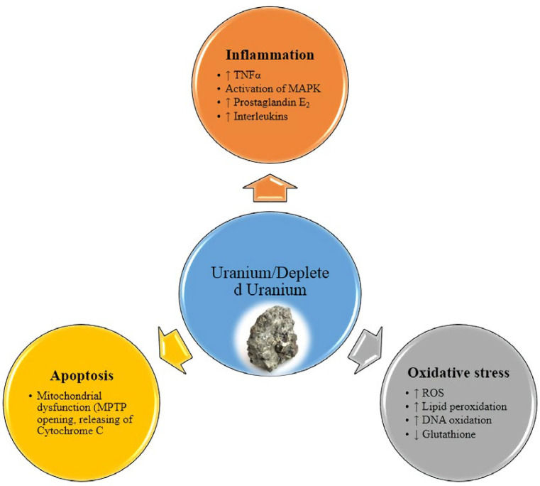 Depleted Uranium Metal