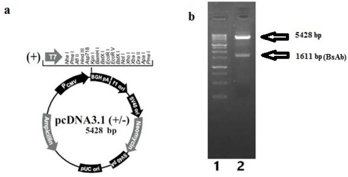 Construction of a Mammalian IRES-based Expression Vector to Amplify a Bispecific Antibody ...