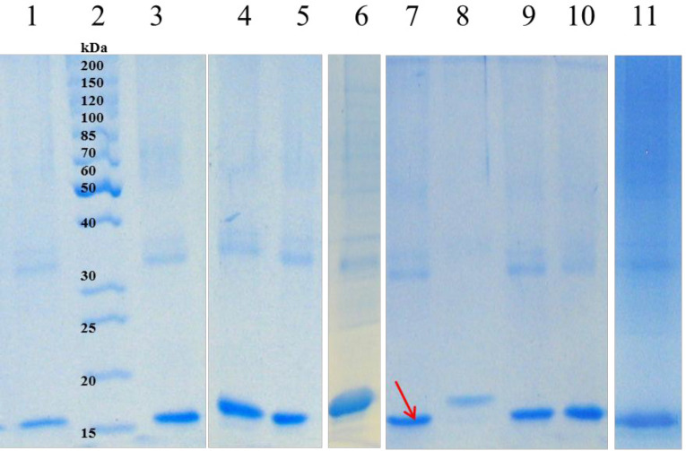 Optimization of Buffer Additives for Efficient Recovery of hGM-CSF from ...
